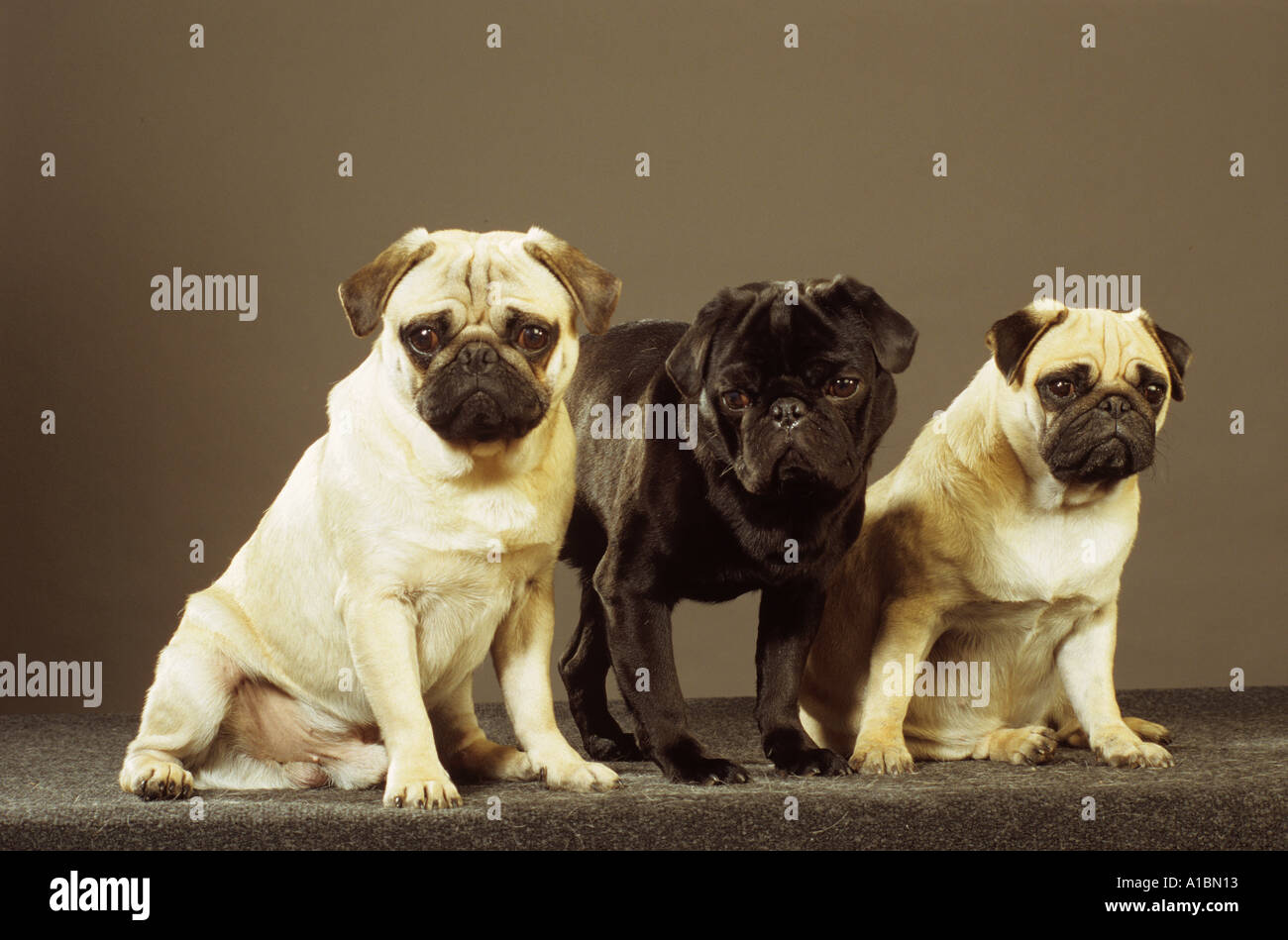 Pugs group hi-res stock photography and images - Alamy