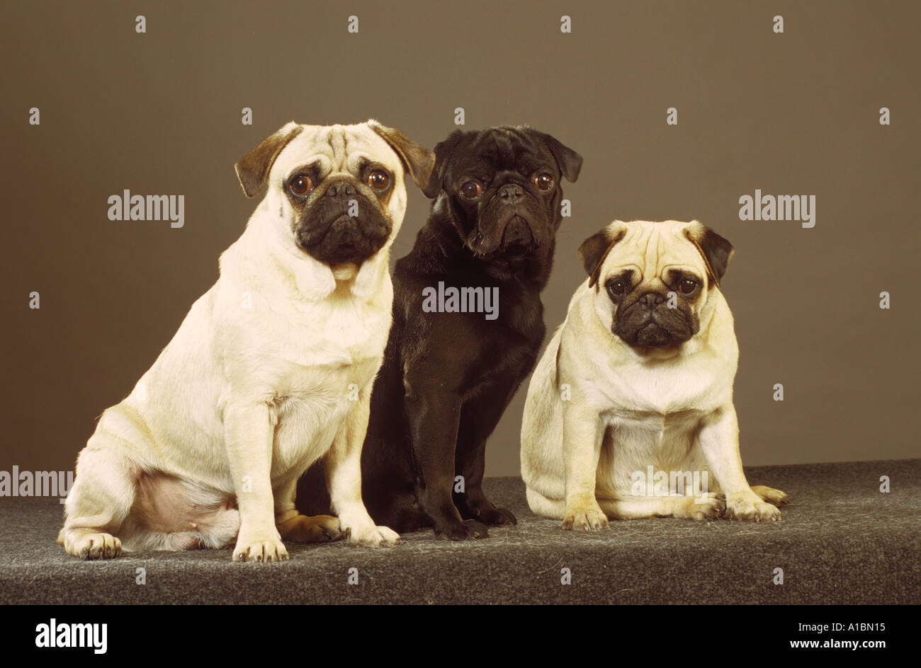 Pugs group hi-res stock photography and images - Alamy