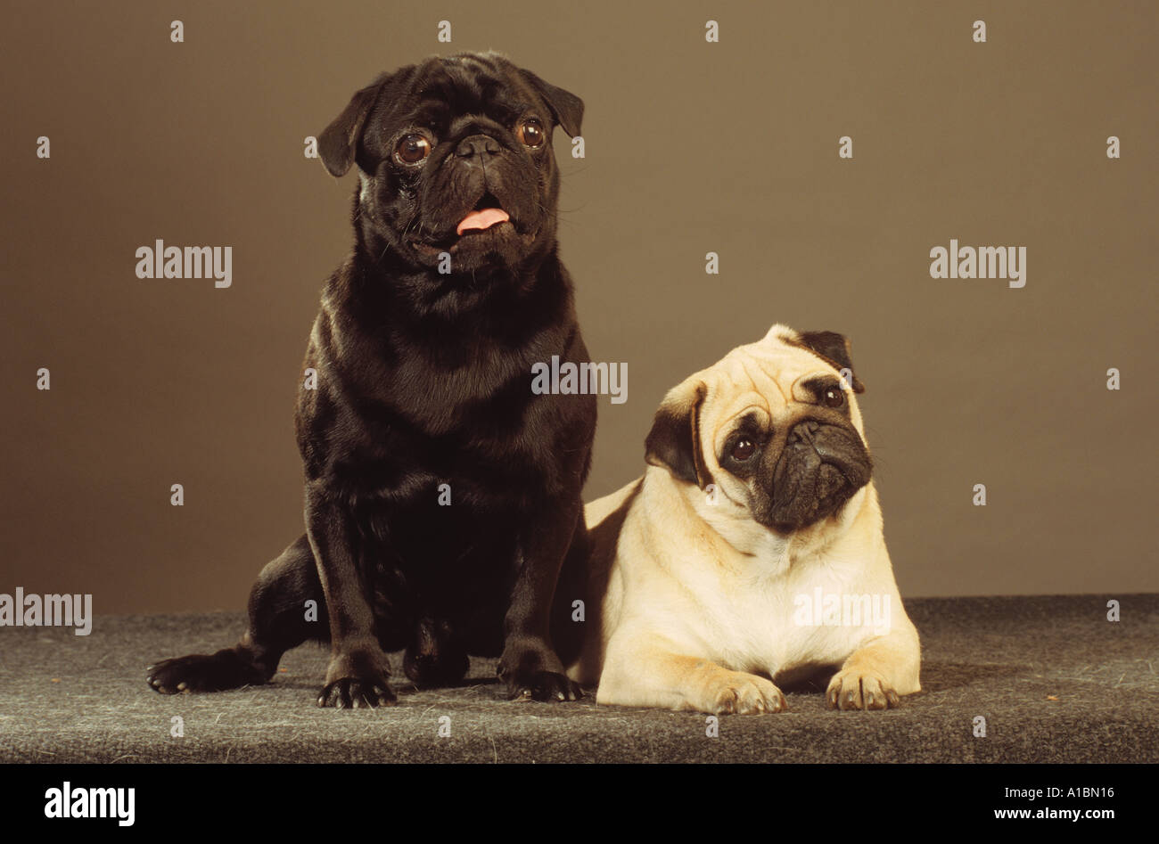 two pugs - cut out Stock Photo - Alamy