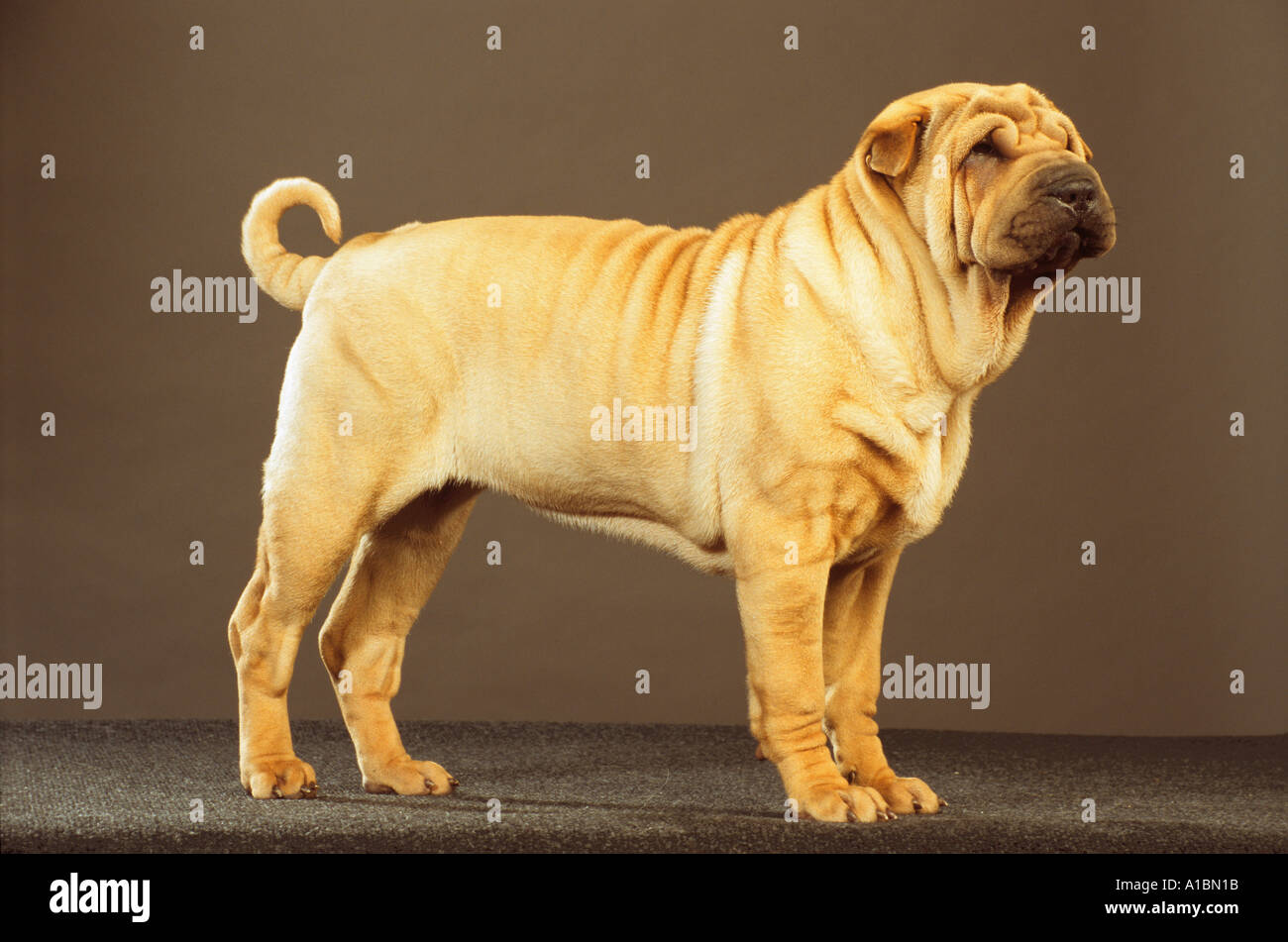 Shar Pei - standing - cut out Stock Photo - Alamy