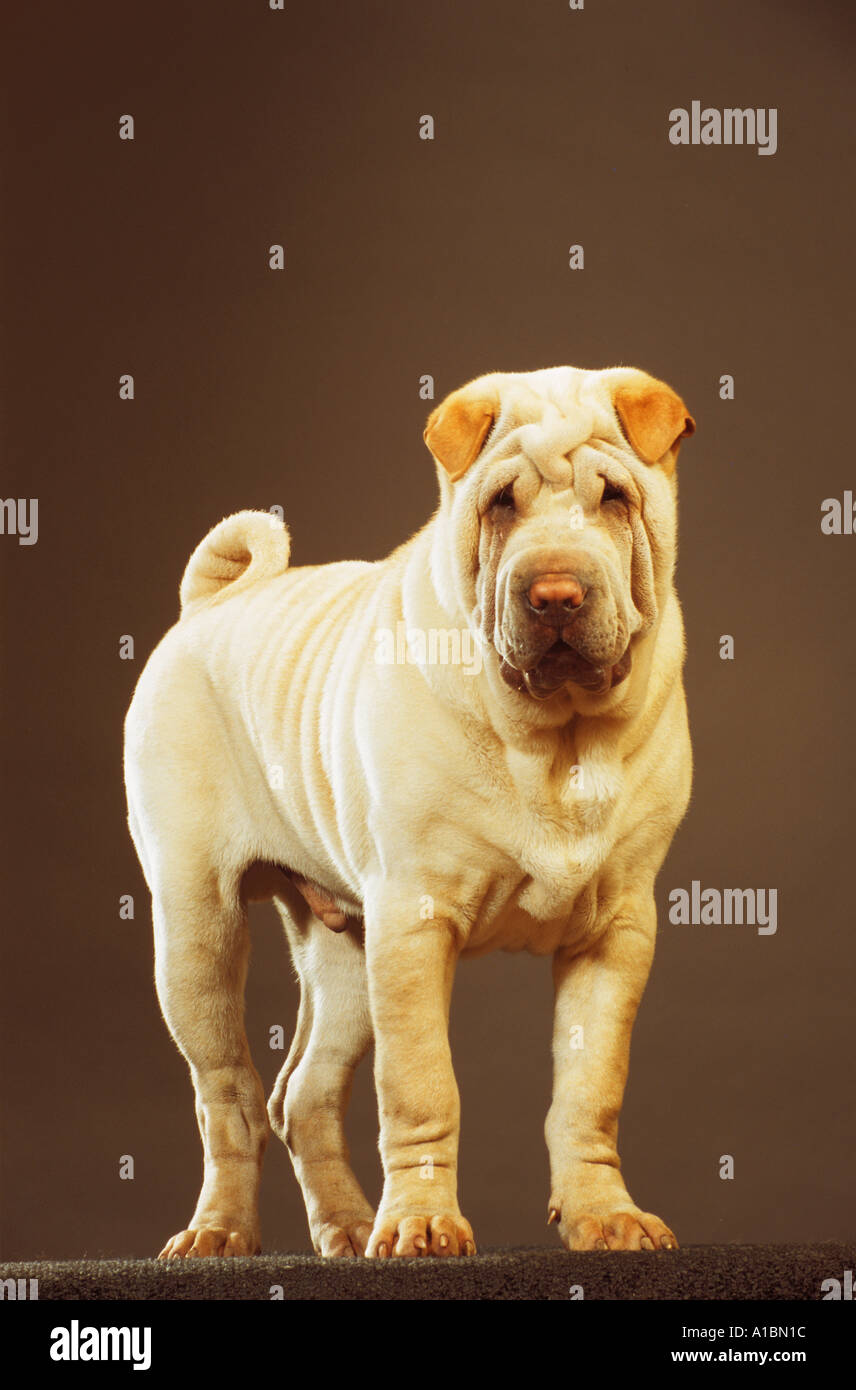 Shar Pei - standing - cut out Stock Photo - Alamy