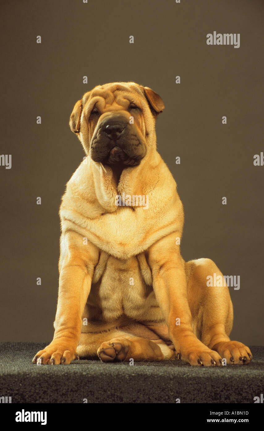 Shar Pei - sitting - cut out Stock Photo - Alamy