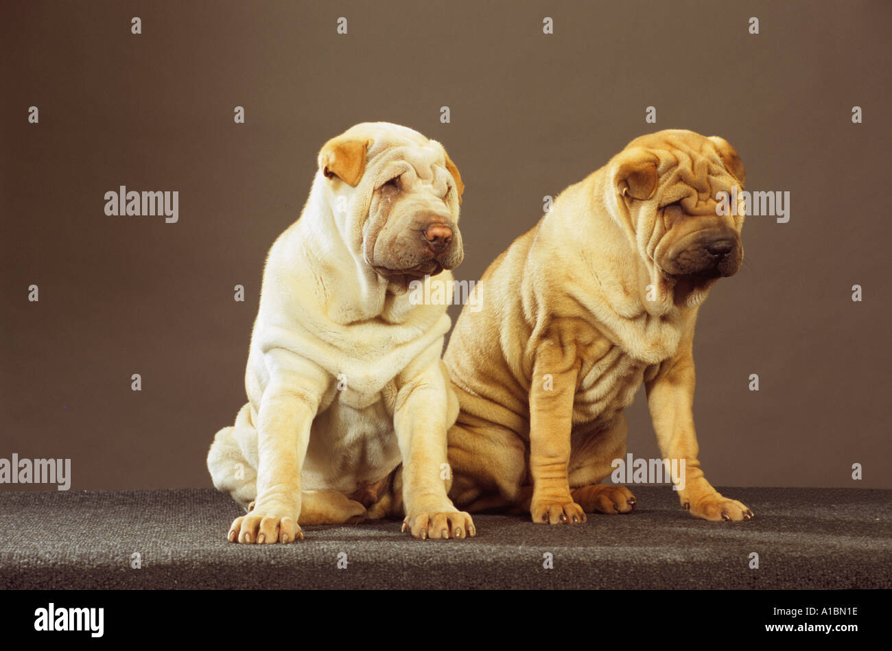 two Shar Peis - sitting - cut out Stock Photo - Alamy