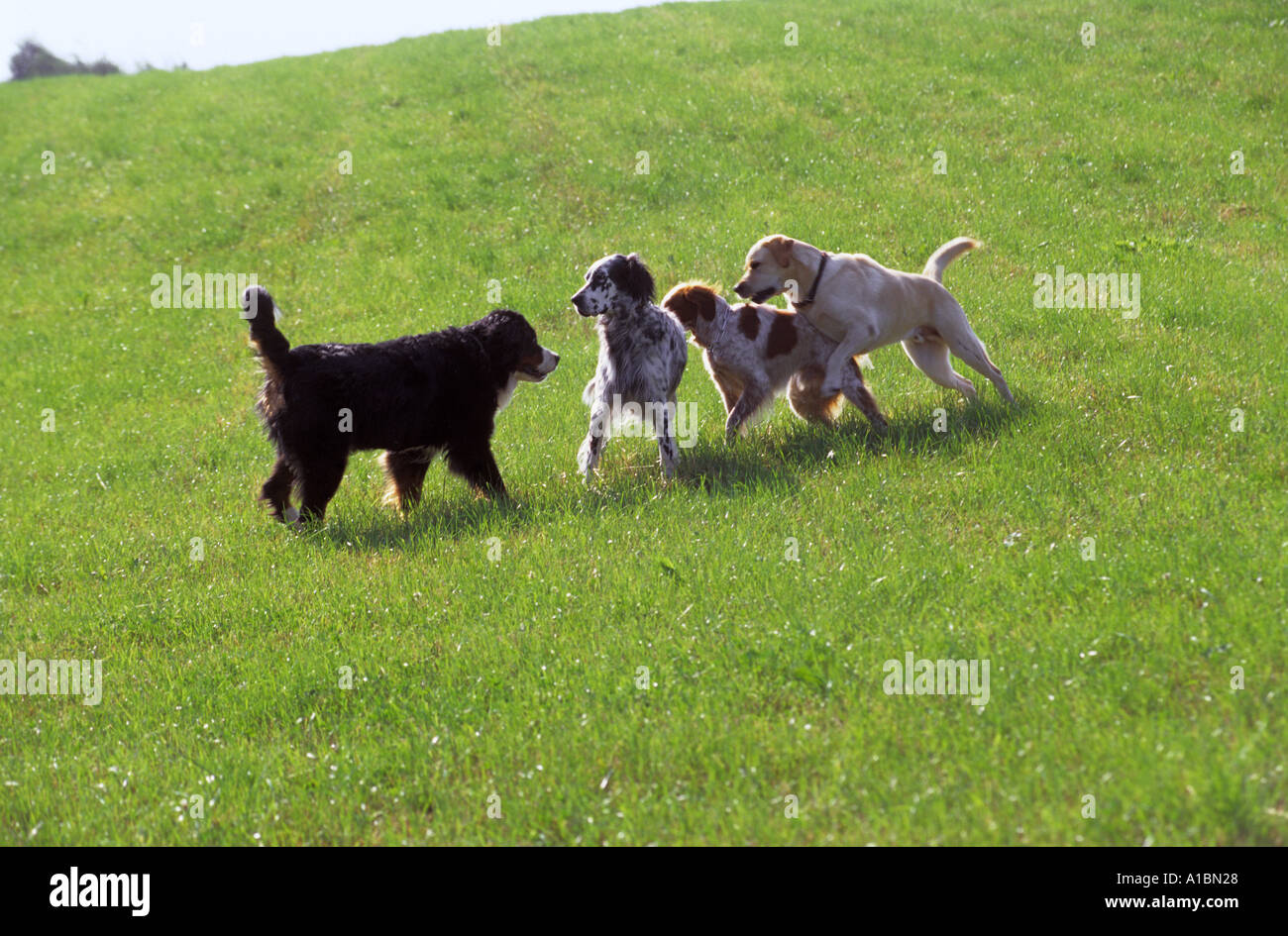 Four dogs hi-res stock photography and images - Alamy