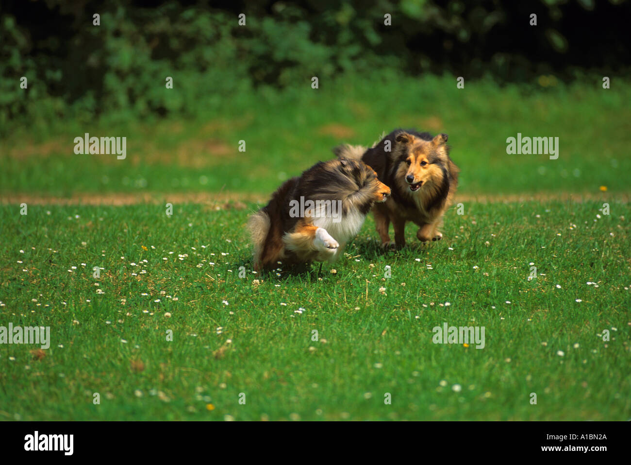 Shelties hi-res stock photography and images - Alamy