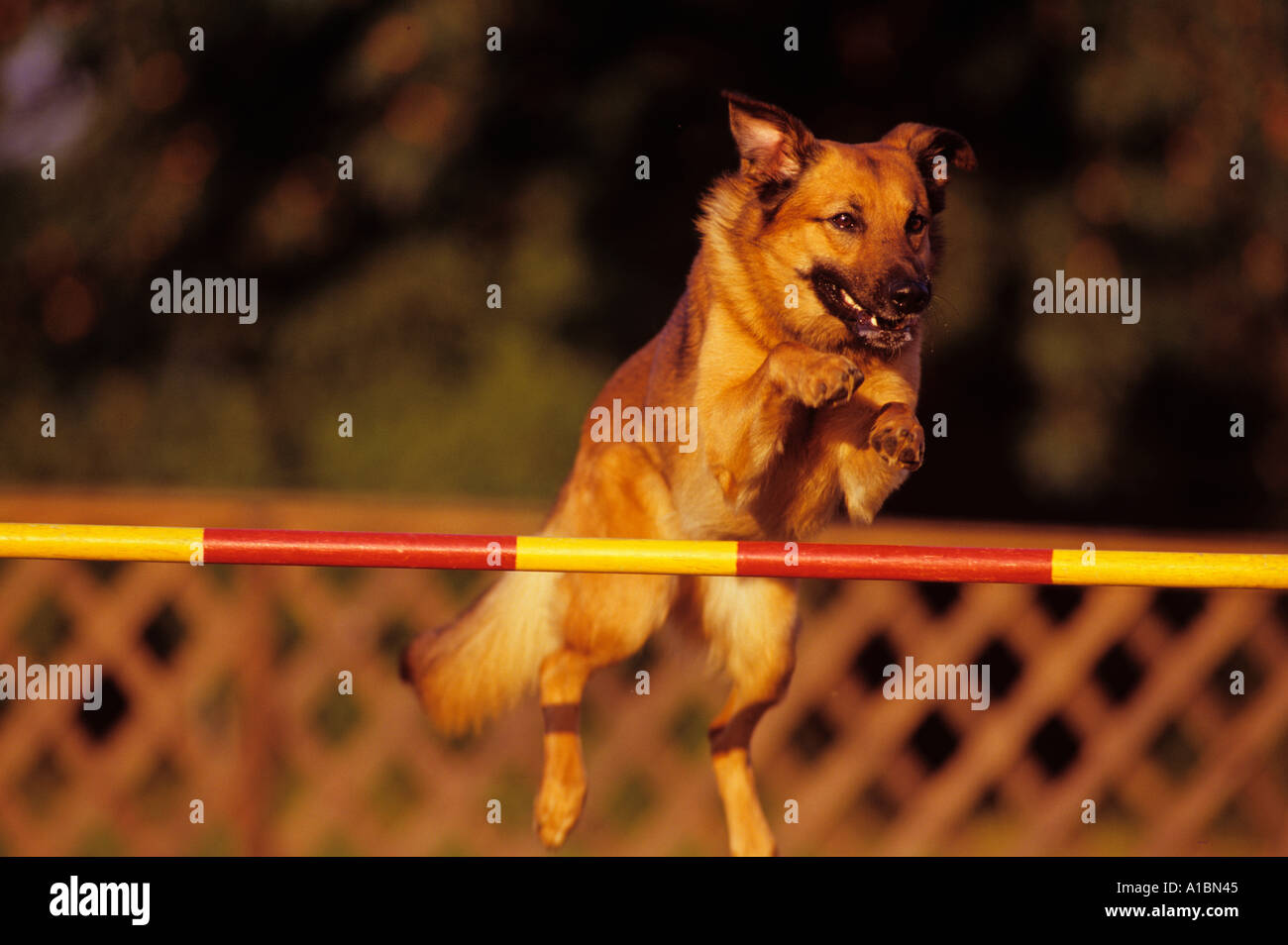 Agility - dog jumping over hurdle Stock Photo - Alamy
