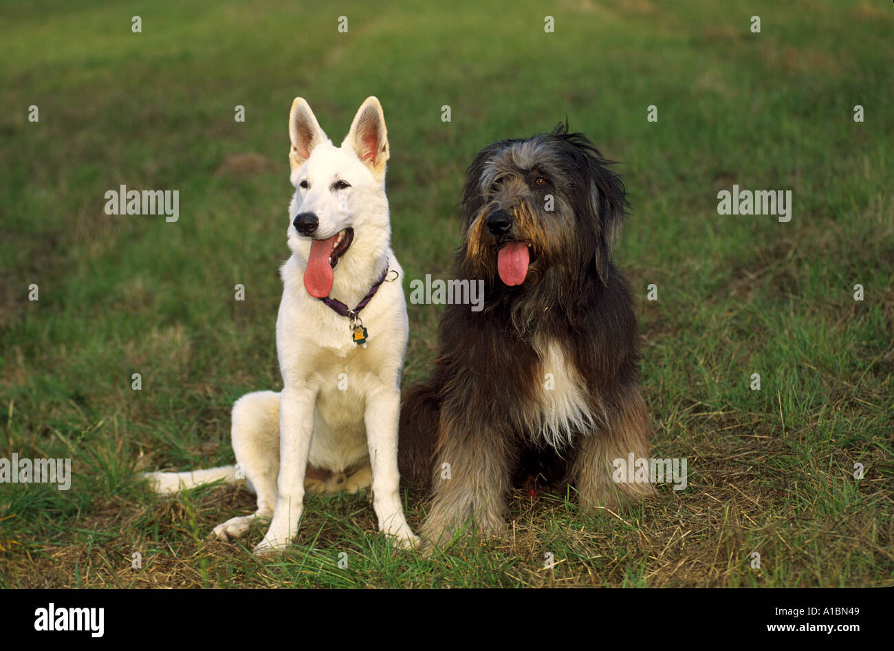 Bearded shepherd hi-res stock photography and images - Alamy