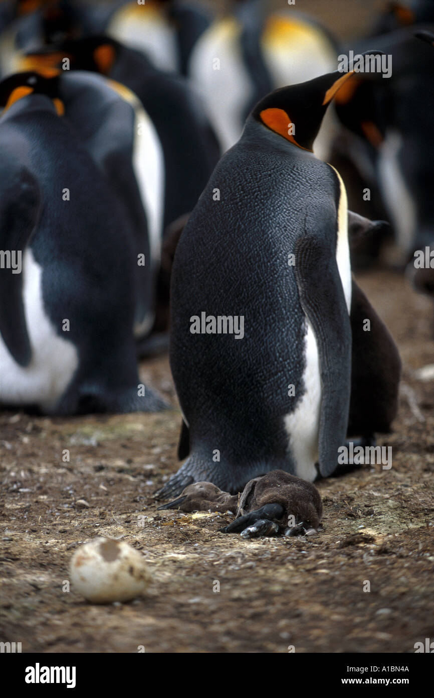 king penguin parent stands beside dead chick and broken egg Stock Photo ...