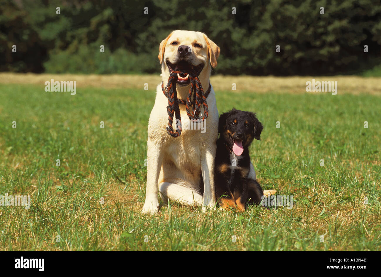 animal friendship : Labrador and half breed dog Stock Photo - Alamy