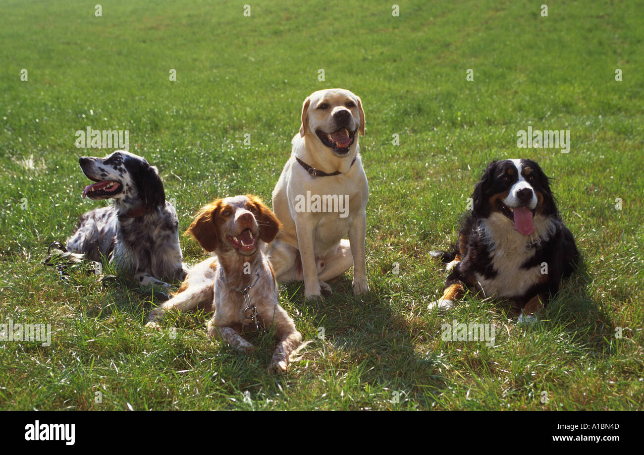 four dogs on meadow Stock Photo - Alamy