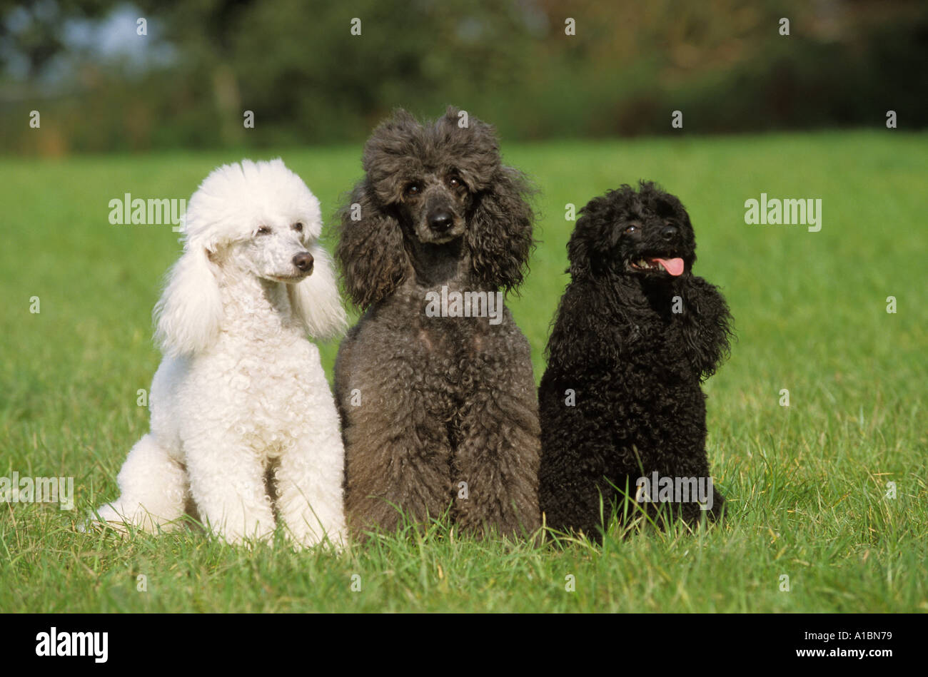 Three poodles hi-res stock photography and images - Alamy