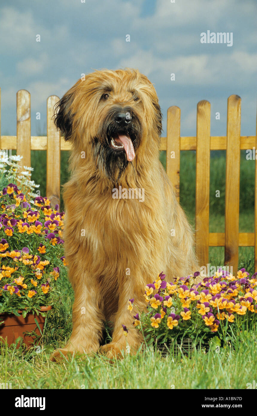 Berger de brie dogs in hi-res stock photography and images - Alamy