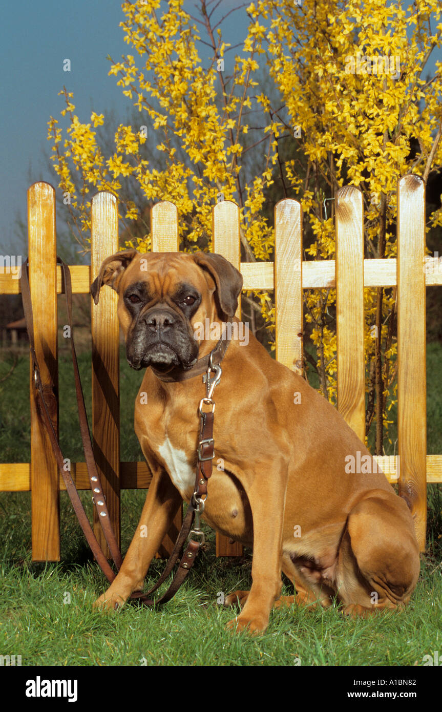 Boxer - sitting in front of fence Stock Photo - Alamy