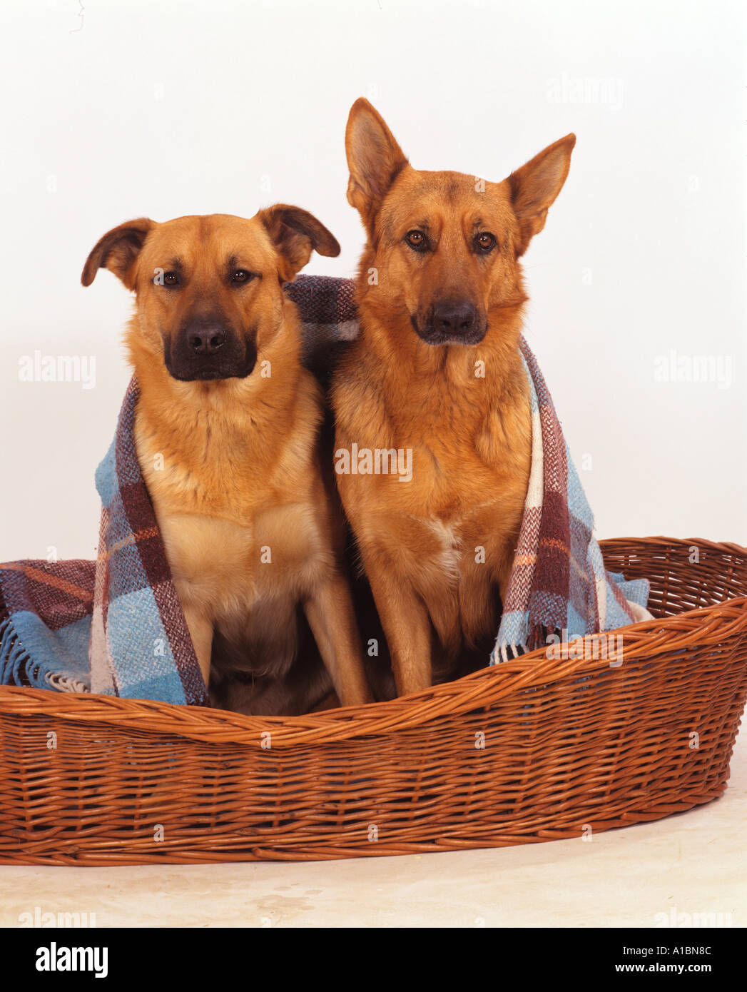 two half breed dogs - sitting in basket Stock Photo - Alamy