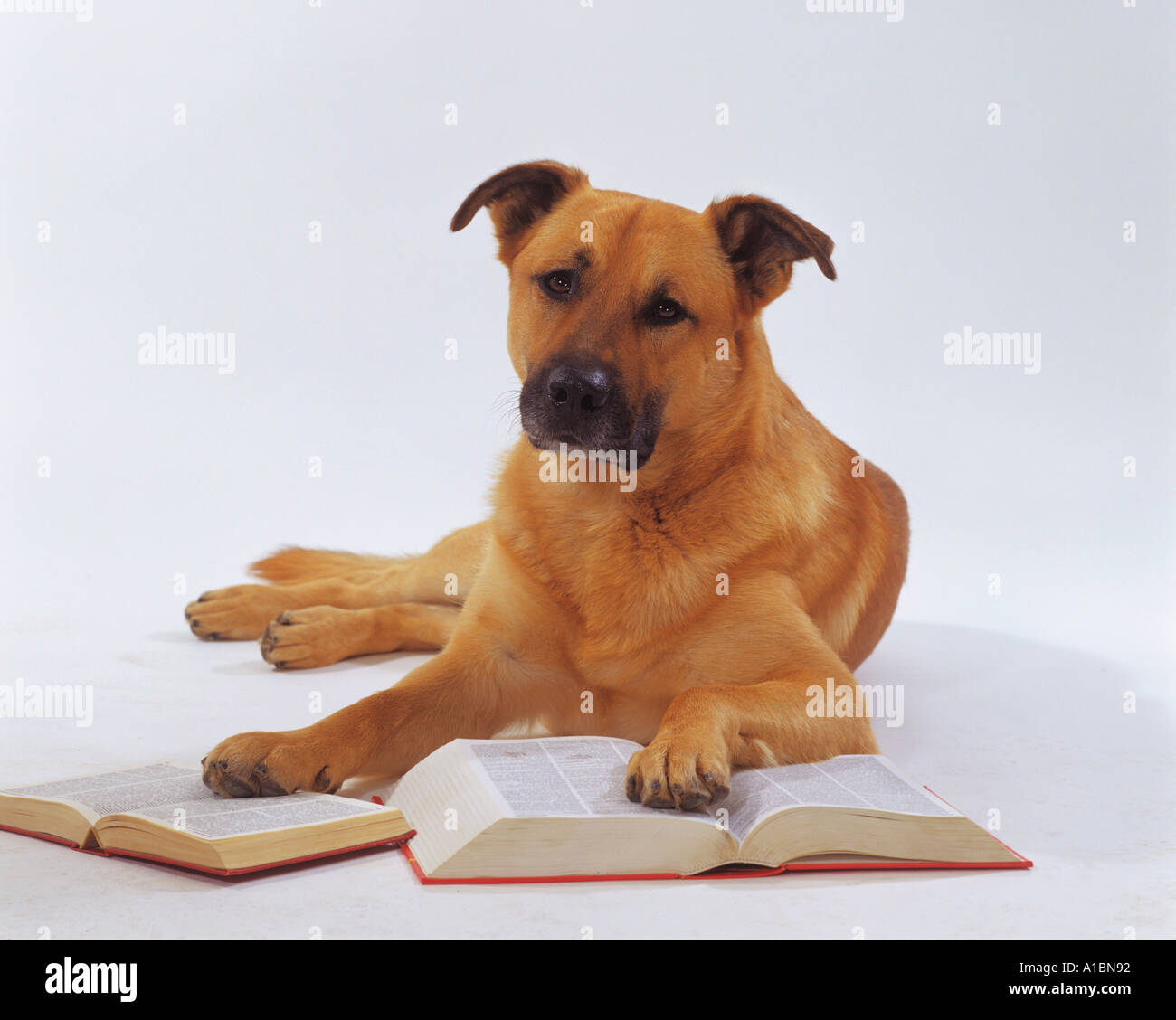 Dogs and books hi-res stock photography and images - Alamy