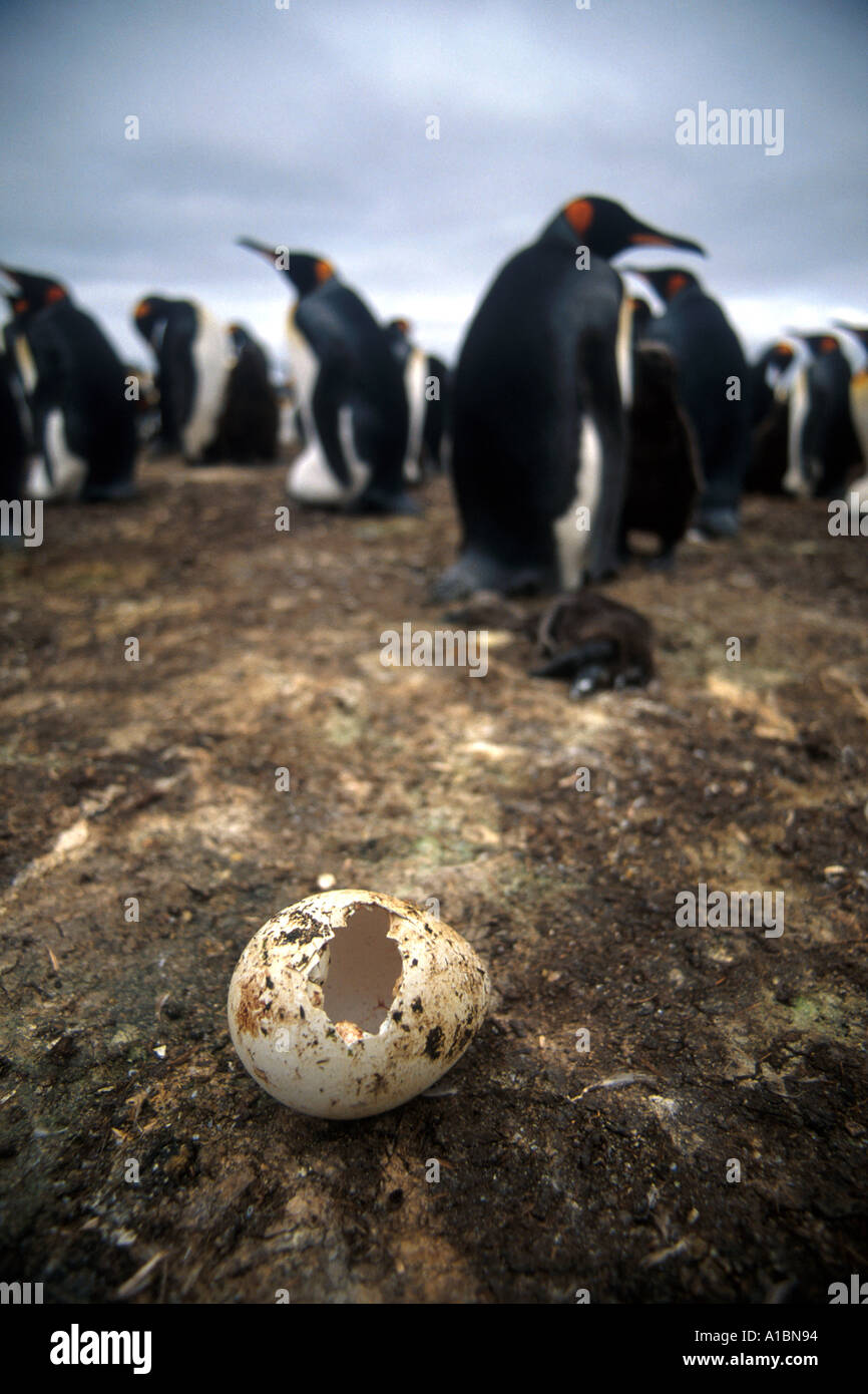 king penguin parent stands beside dead chick and broken egg Stock Photo ...