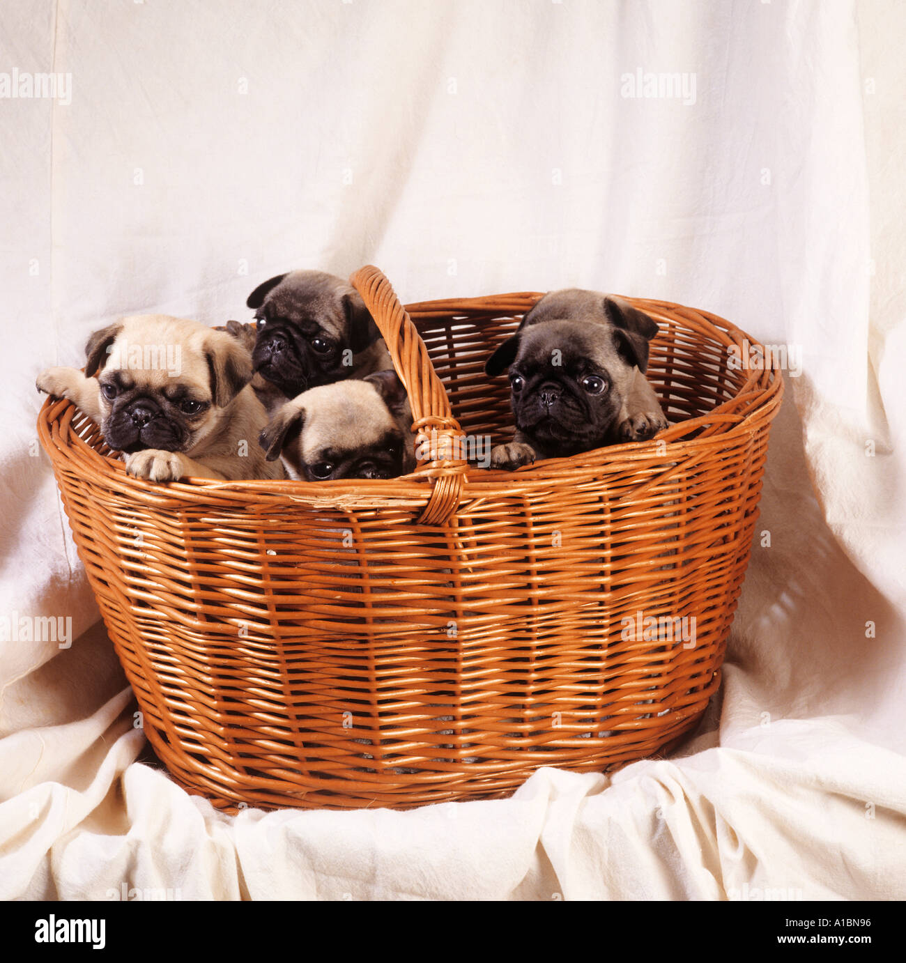 pug puppies - in basket Stock Photo - Alamy