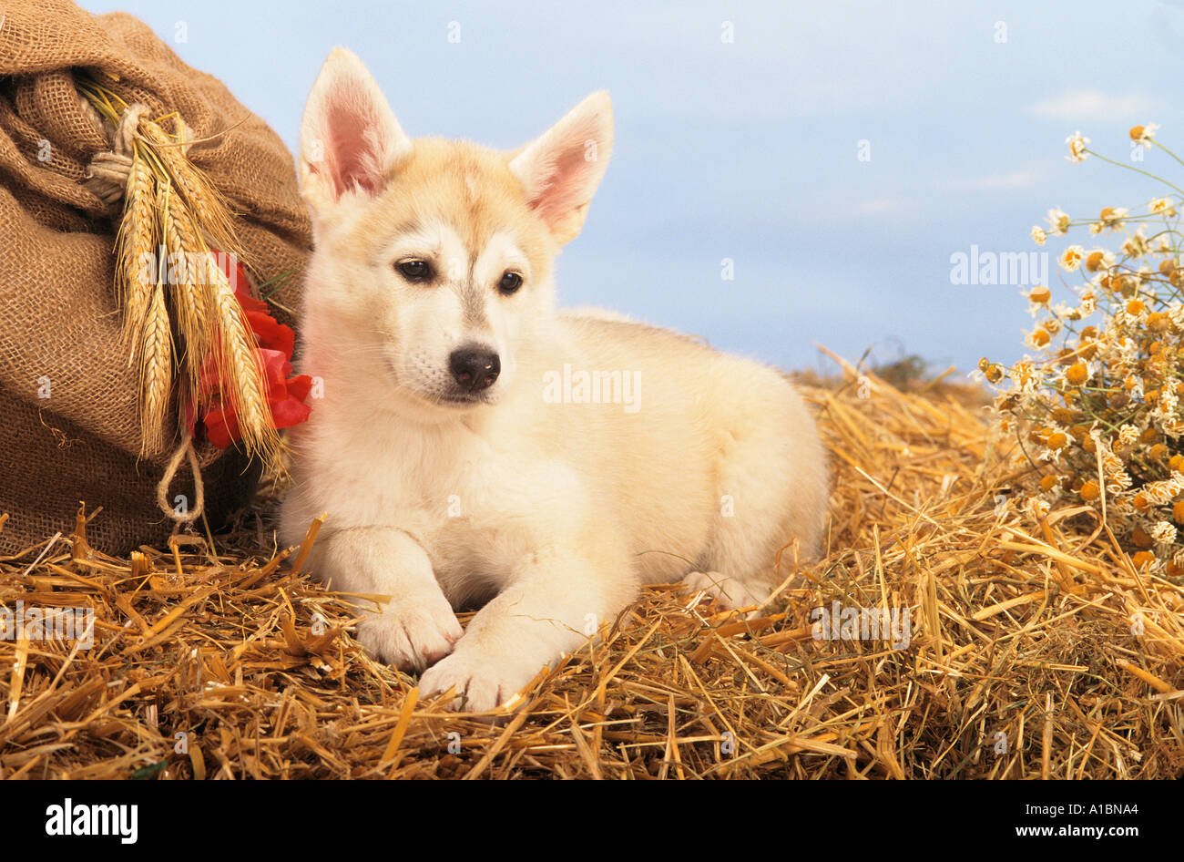 half breed Husky - puppy lying in straw Stock Photo - Alamy