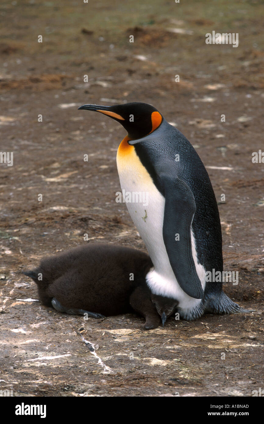 Penguin Lying Down High Resolution Stock Photography and Images - Alamy