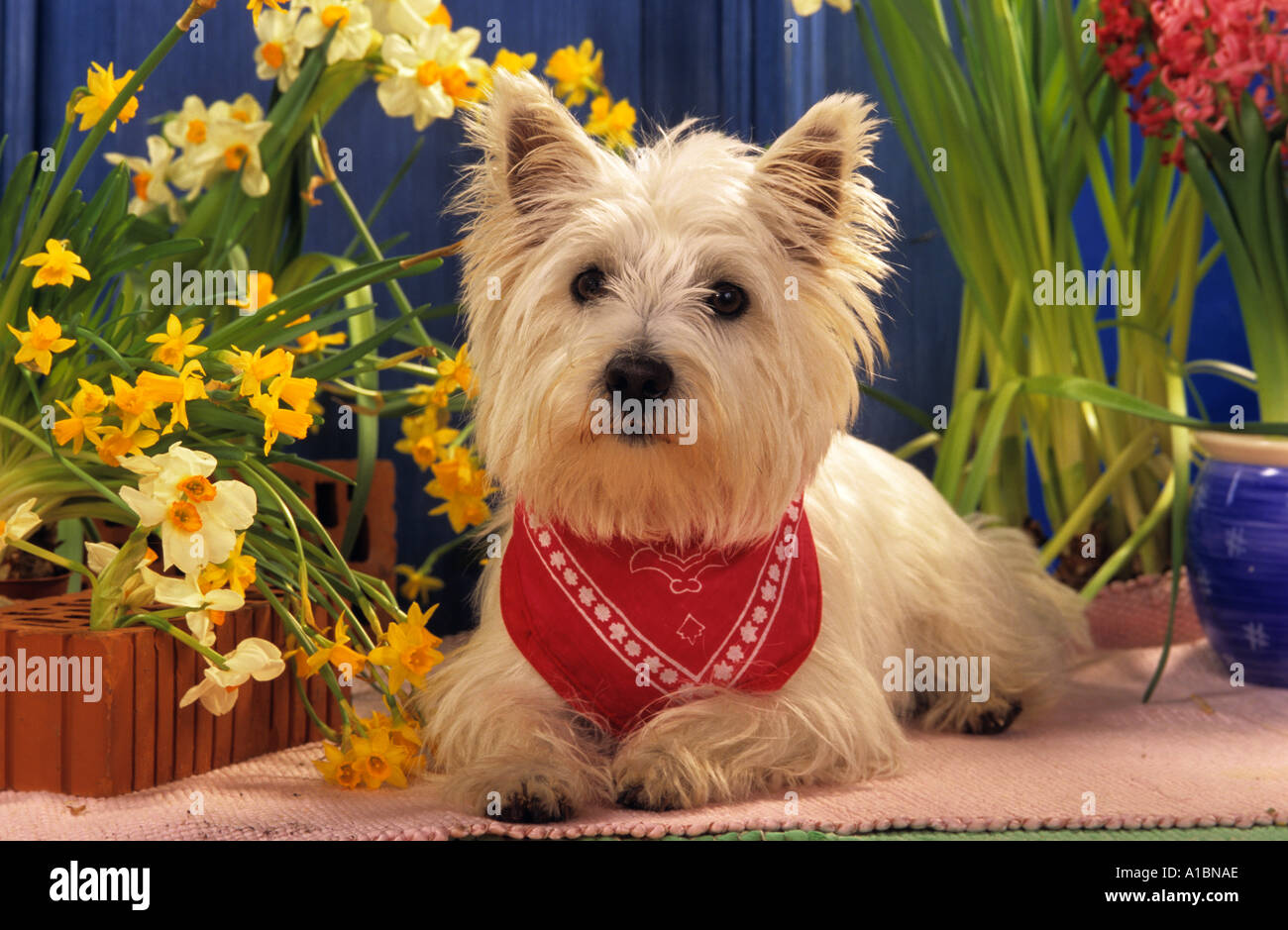 Westie flowers hi-res stock photography and images - Alamy