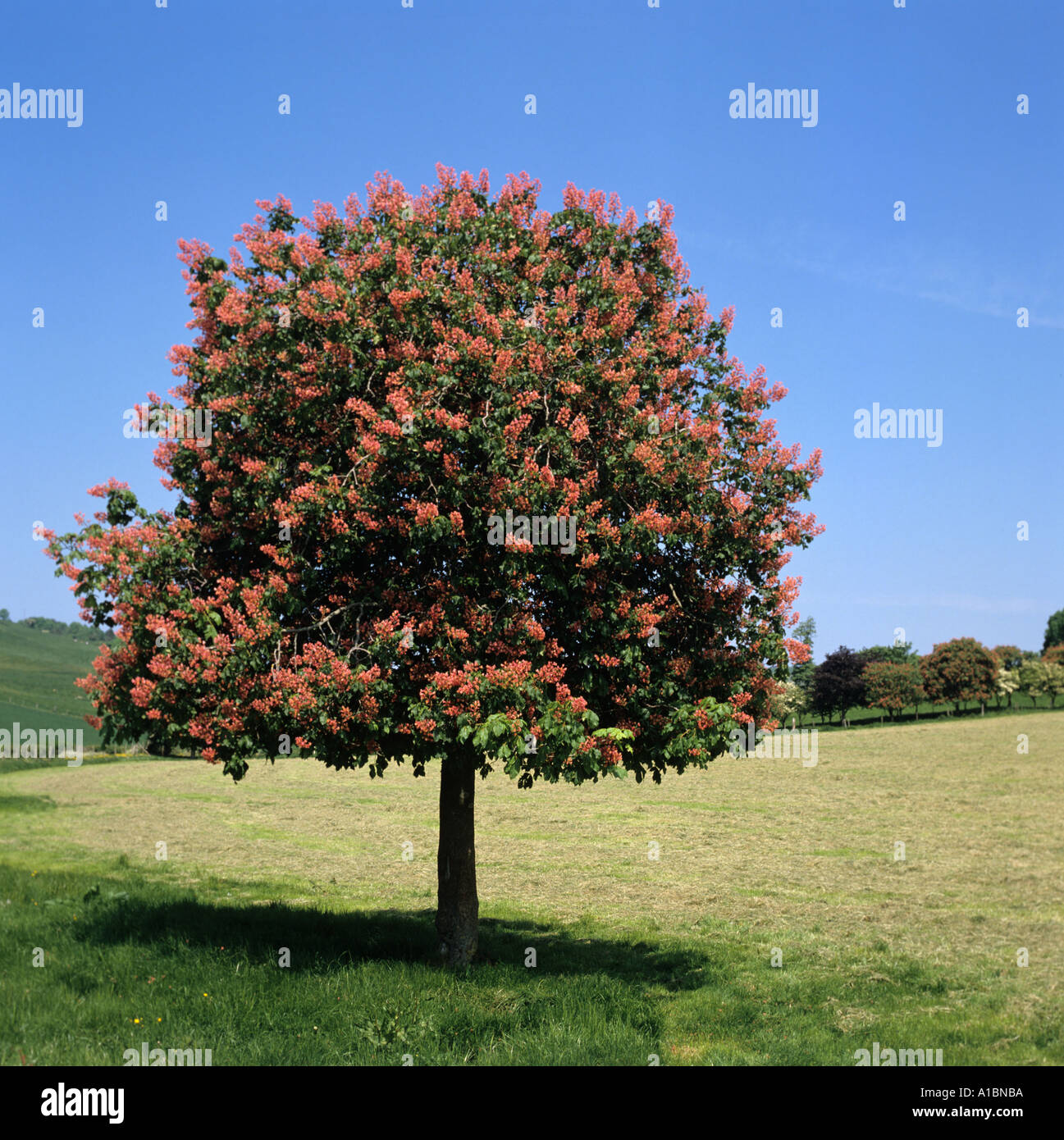 Flowering Horse Chestnut Tree Wiltshire southern England UK Stock Photo ...