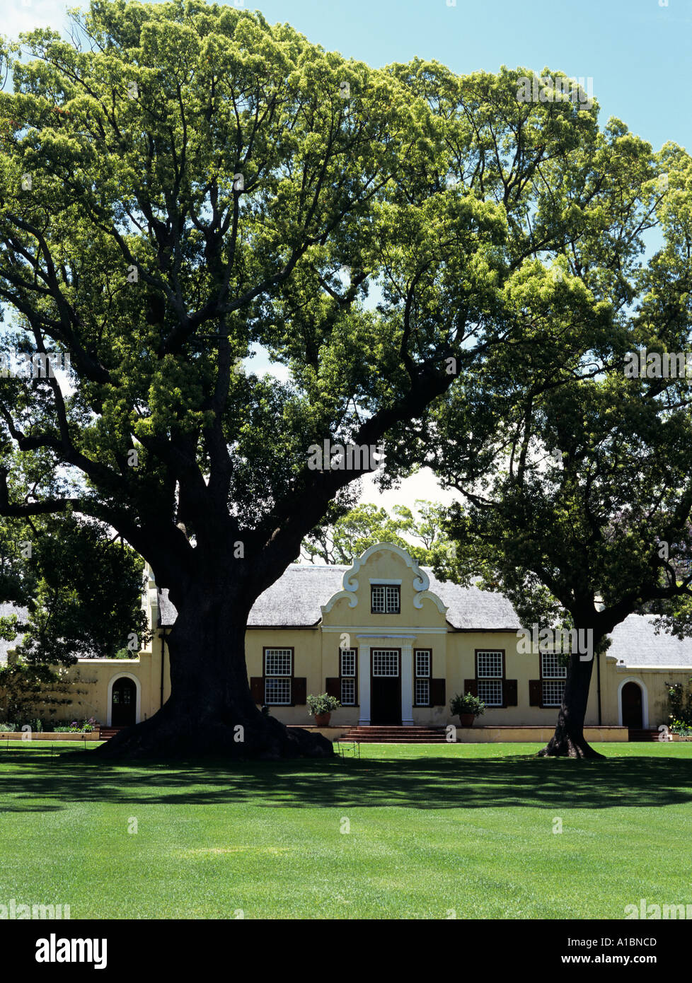 Camphor tress outside the Manor House Vergelegen Wine Estate close to ...