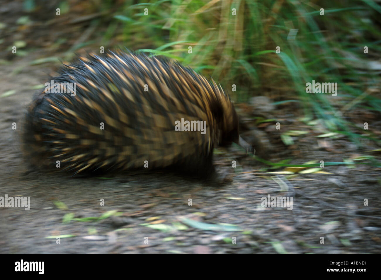 Echidna in Australia Stock Photo - Alamy