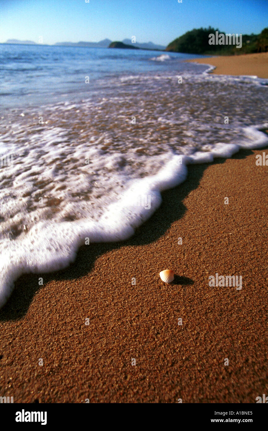 sea shell on Trinity Beach Northern Queensland Australia Stock Photo ...