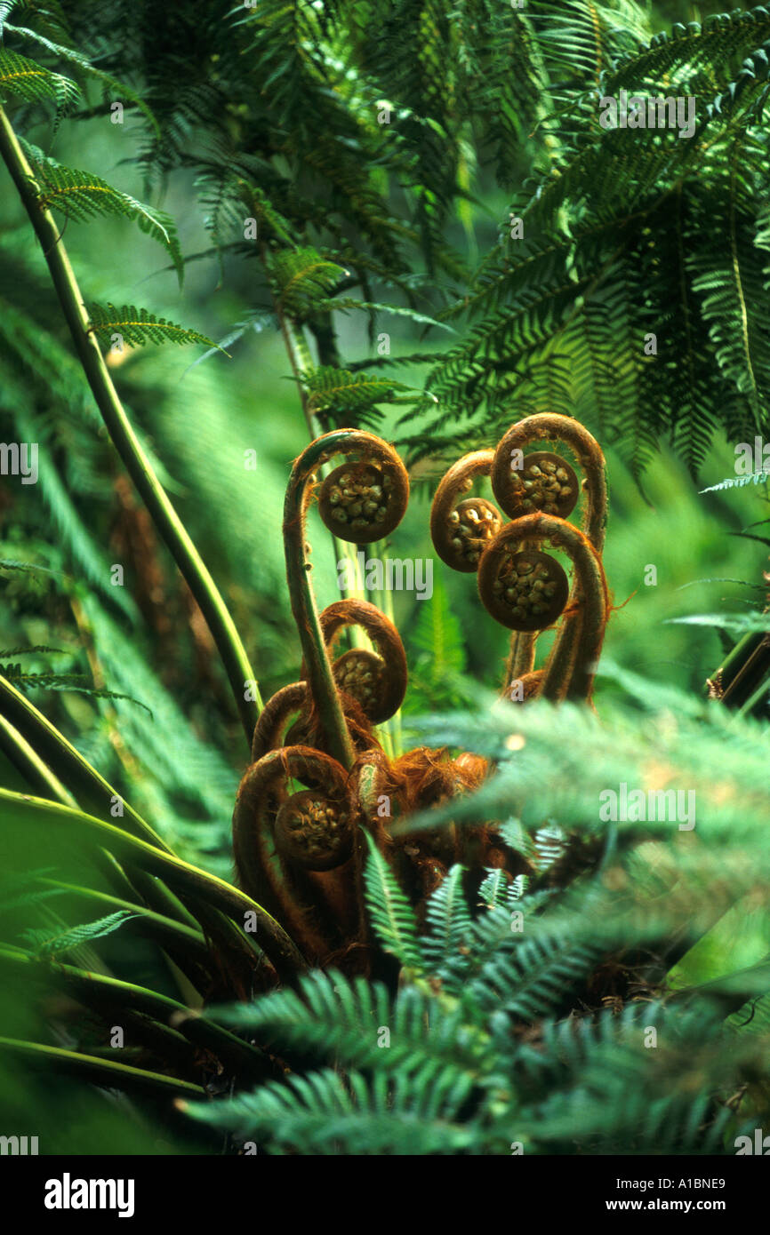 giant fern fiddle heads in Tasmania Stock Photo - Alamy