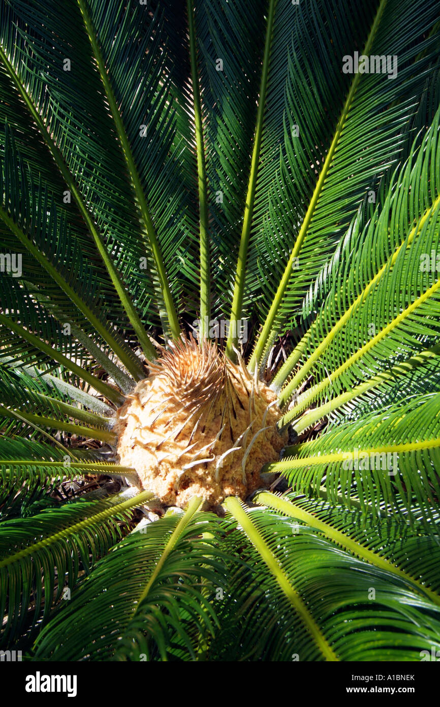 Sago Palm plant. Japanese Sago. Florida USA Stock Photo - Alamy