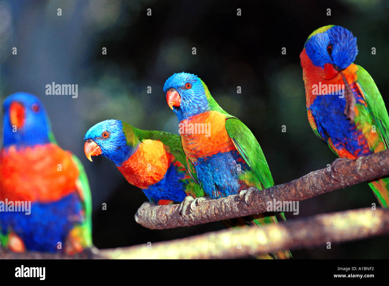 rainbow lorikeets in a tree Magnetic Island Australia Stock Photo - Alamy