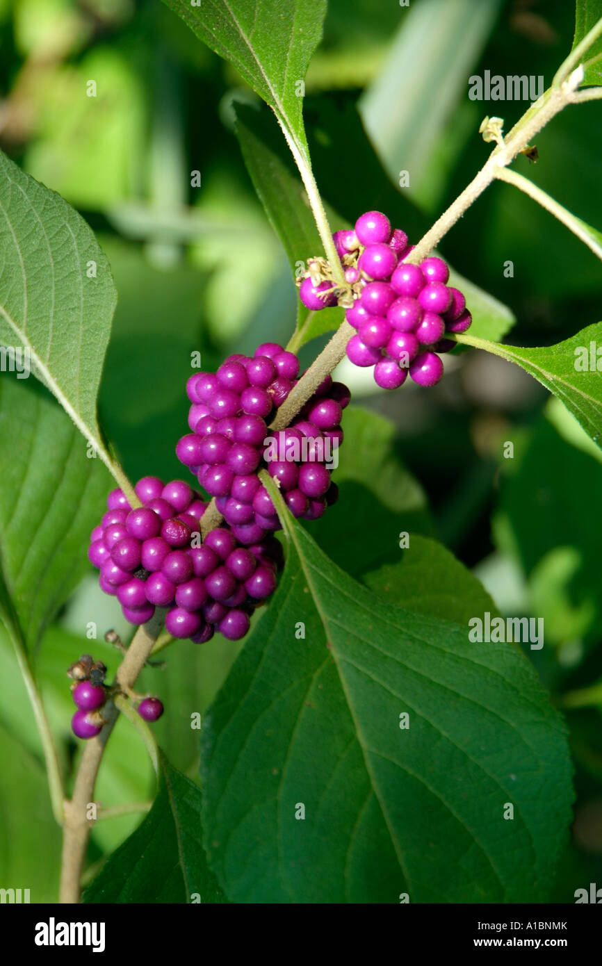 Beautyberry. Callicarpa americana. Florida USA Stock Photo - Alamy