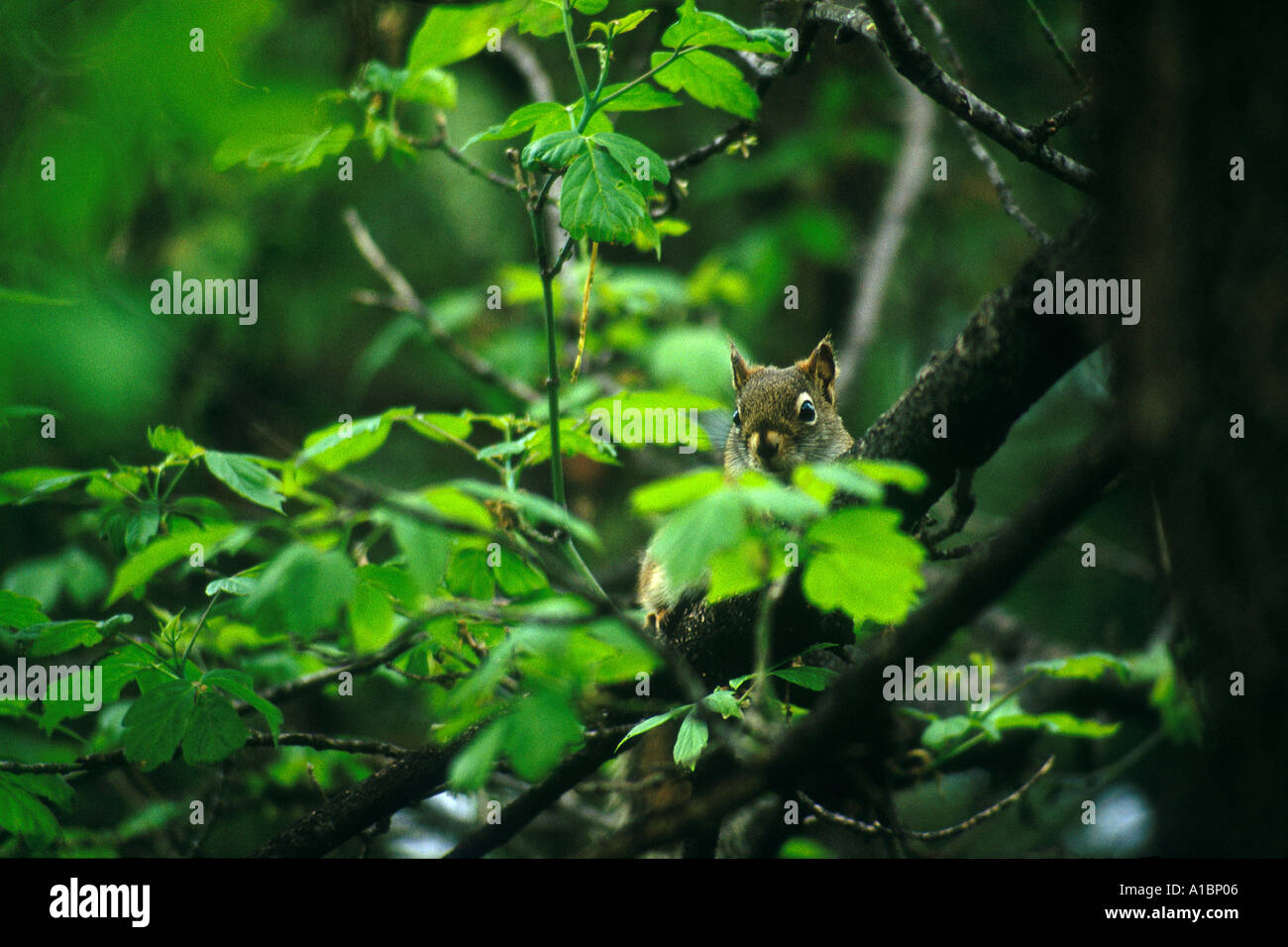 a squirel peaking his head out from the foliage in Canadian forest ...