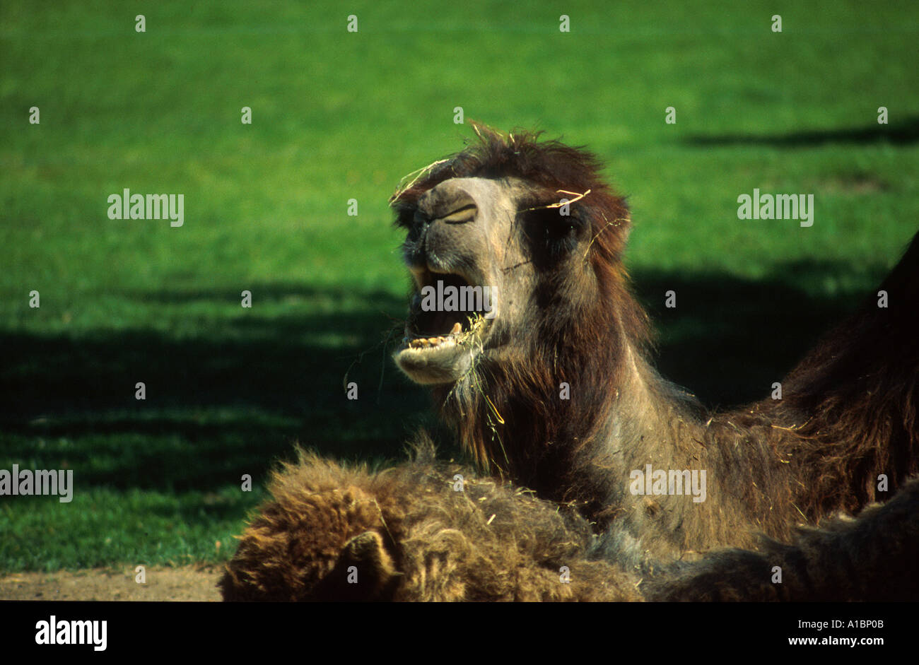 Hairy camel hi-res stock photography and images - Alamy