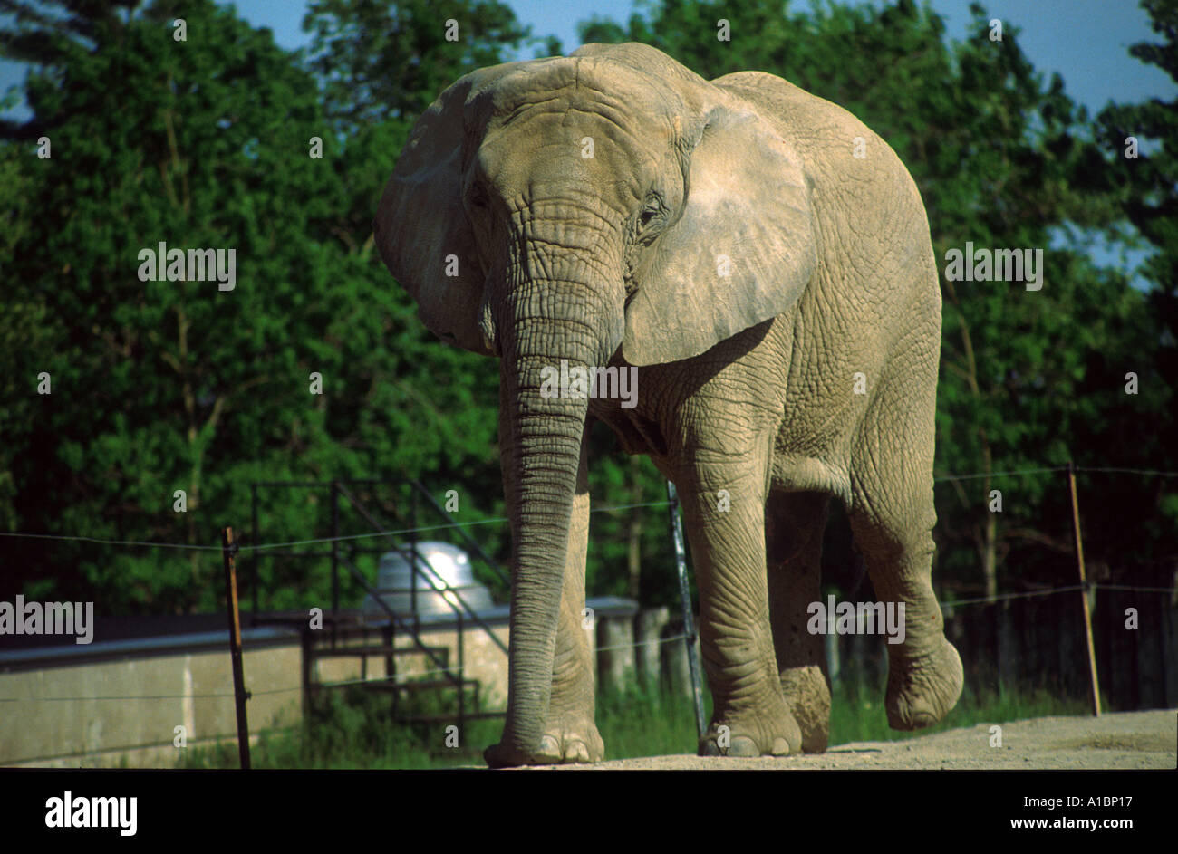 elephant at Zoo Stock Photo - Alamy