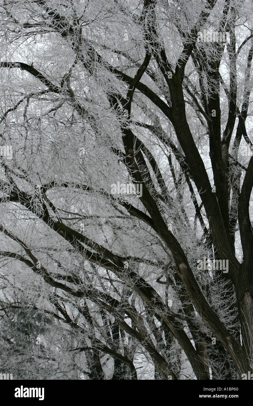 icey snowy tree after snow storm in Windsor Ontario Stock Photo - Alamy