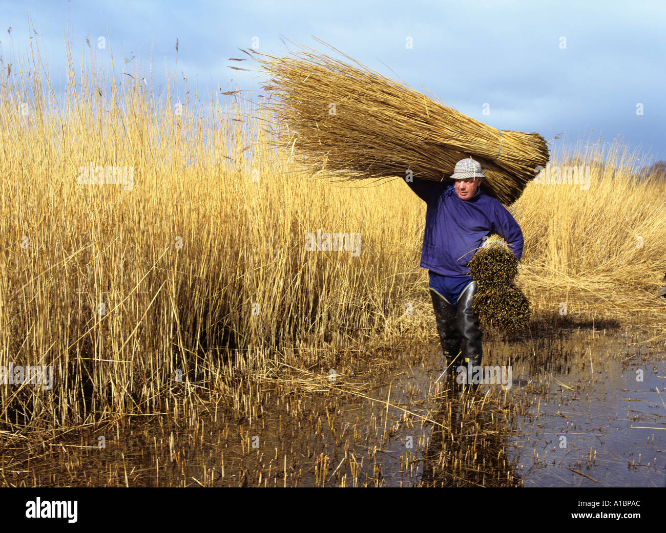 Reed cutter hi-res stock photography and images - Alamy