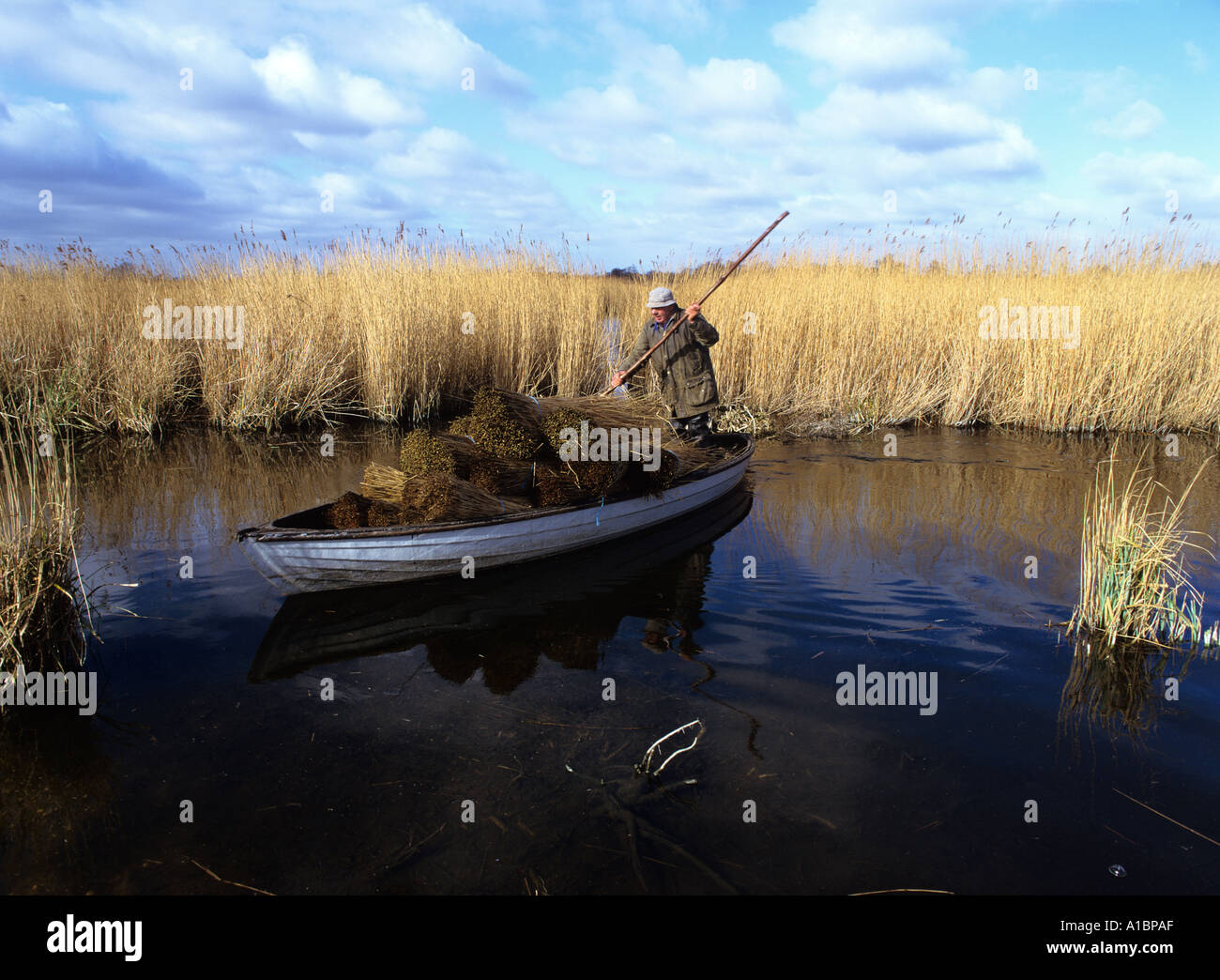 Norfolk Reed Cutter Stock Photo - Alamy