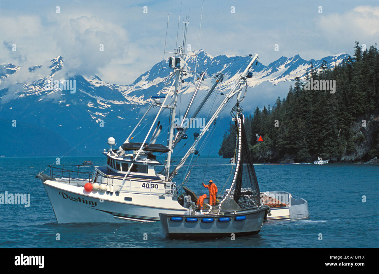 Alaska Salmon fishermen work to bring in a net full of fish in summer ...