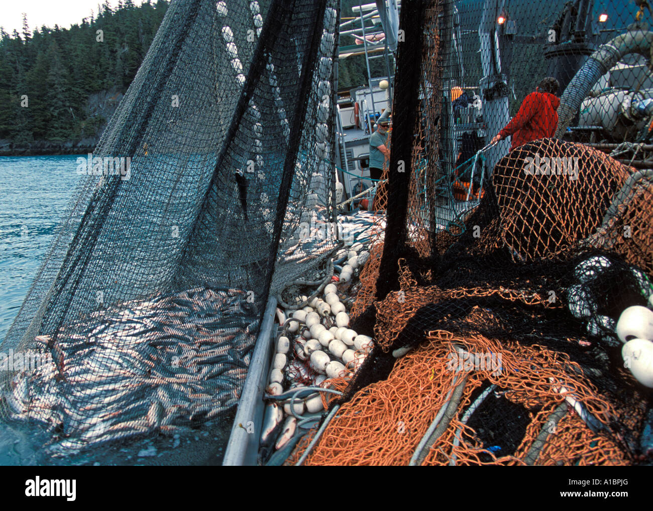 Alaska Salmon fishermen work to bring in a net full of seventy thousand ...
