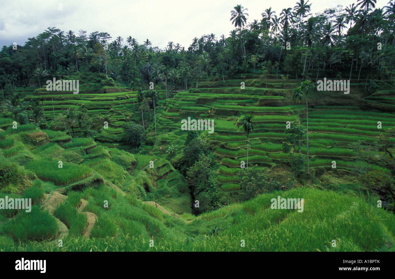 Terraced rice fields near the town of Ubud in Bali, Indonesia Stock ...