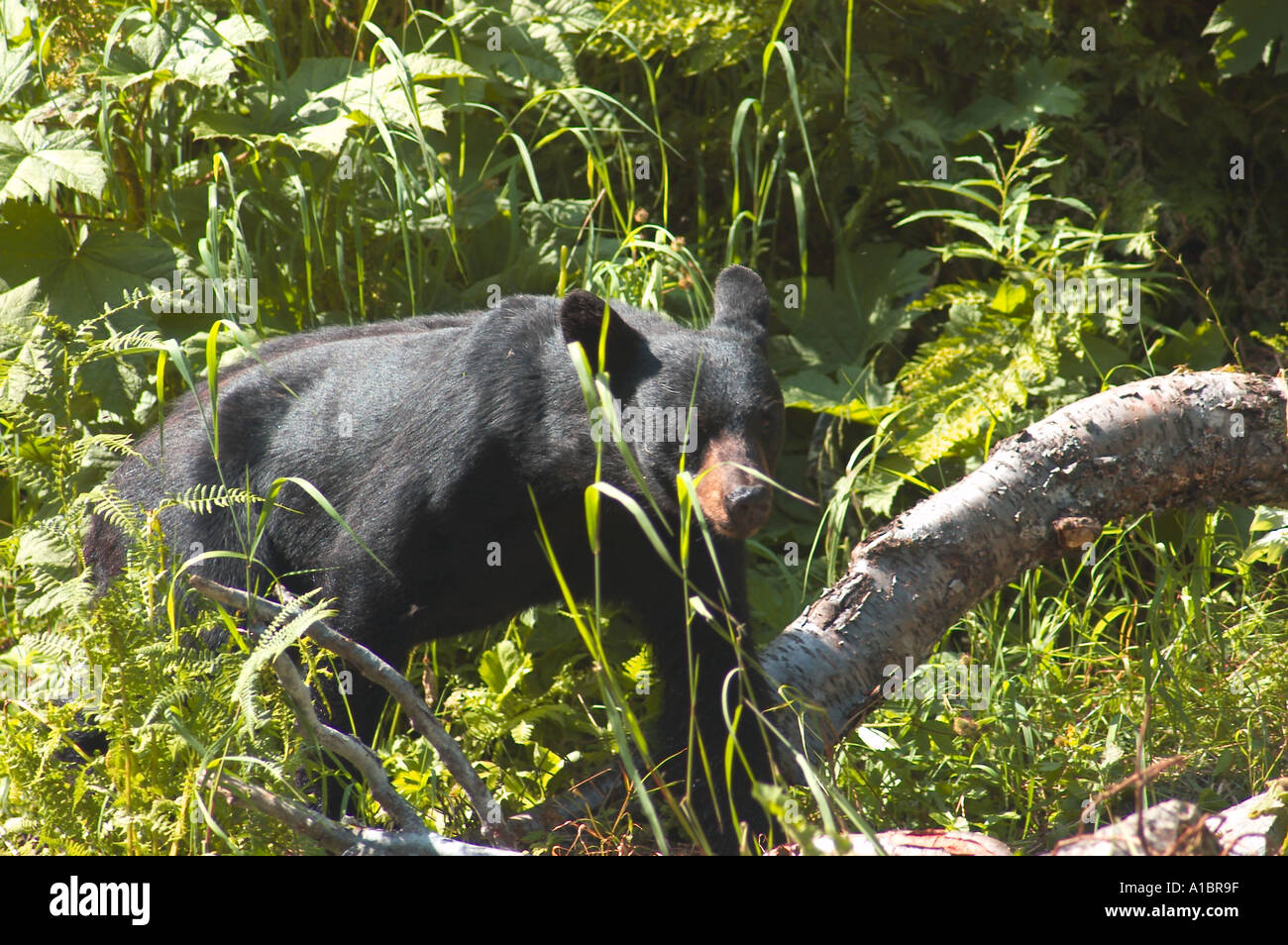 Black bear Alaska Stock Photo - Alamy