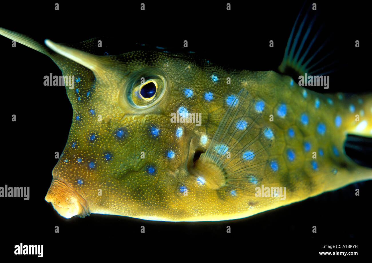 Cowfish hi-res stock photography and images - Alamy