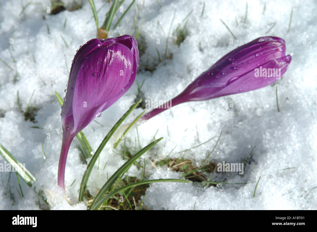 purple crocus flower emerging in the snow Stock Photo - Alamy