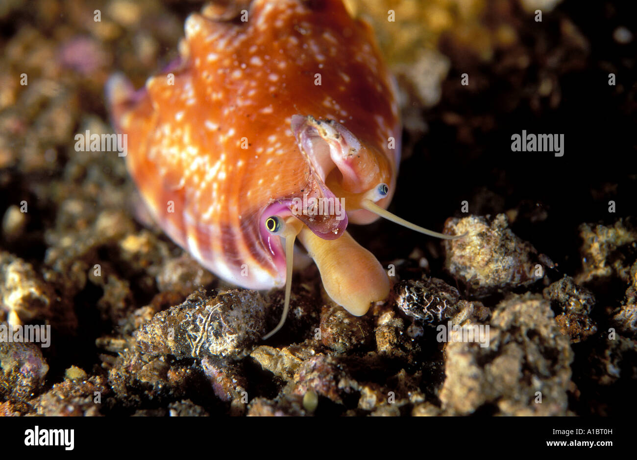 Bubble Conch Shell Strombus bulla Sulawesi Indonesia Stock Photo - Alamy