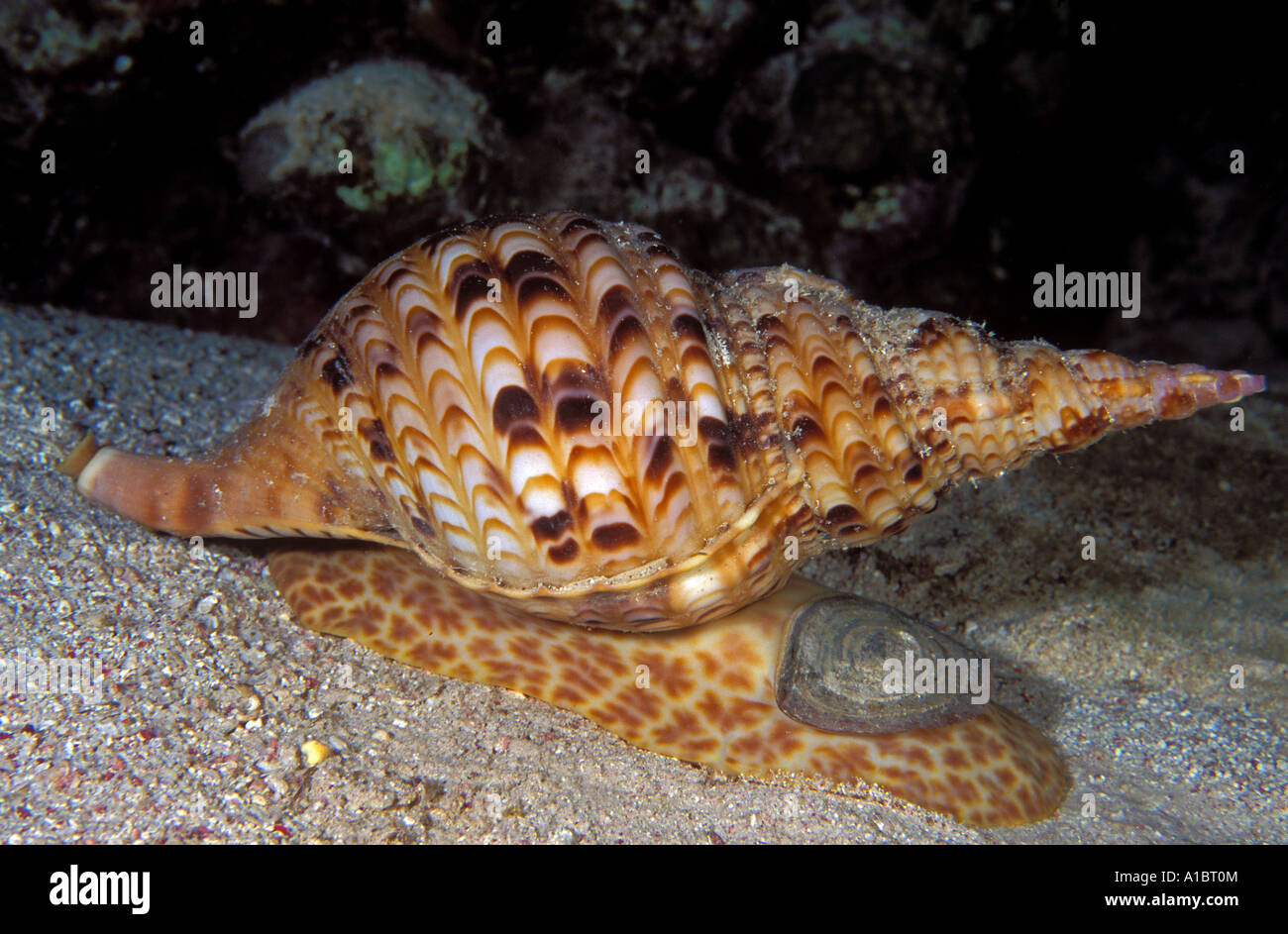 Giant triton shell Charonia tritonis Sulawesi Indonesia Stock Photo - Alamy