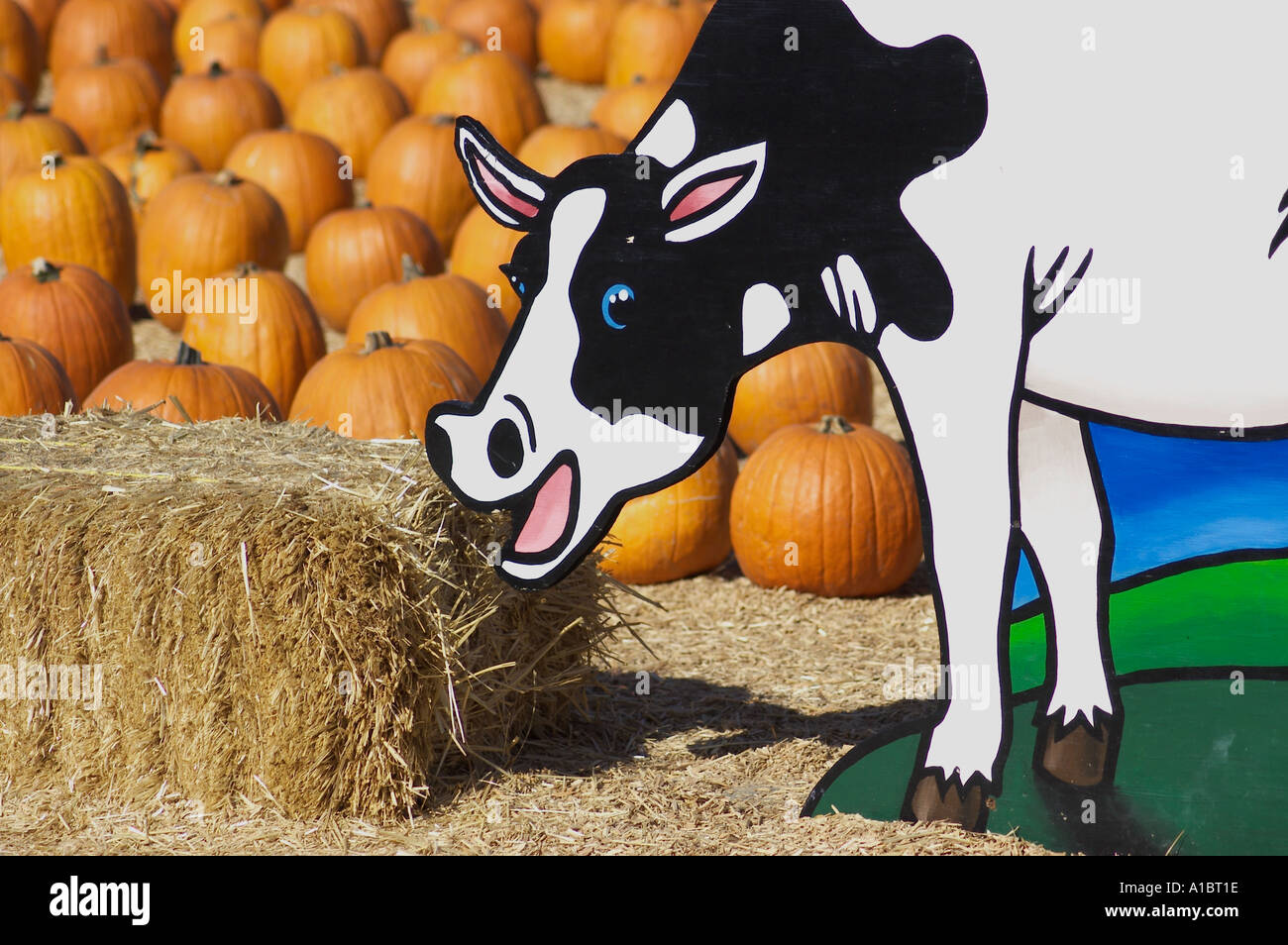 Groups and pumpkins hi-res stock photography and images - Alamy