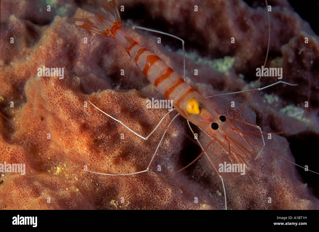 Uveae hi-res stock photography and images - Alamy