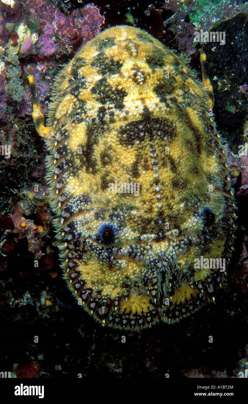 Slipper lobster Parribacus antarcticus Bali Indonesia Stock Photo - Alamy