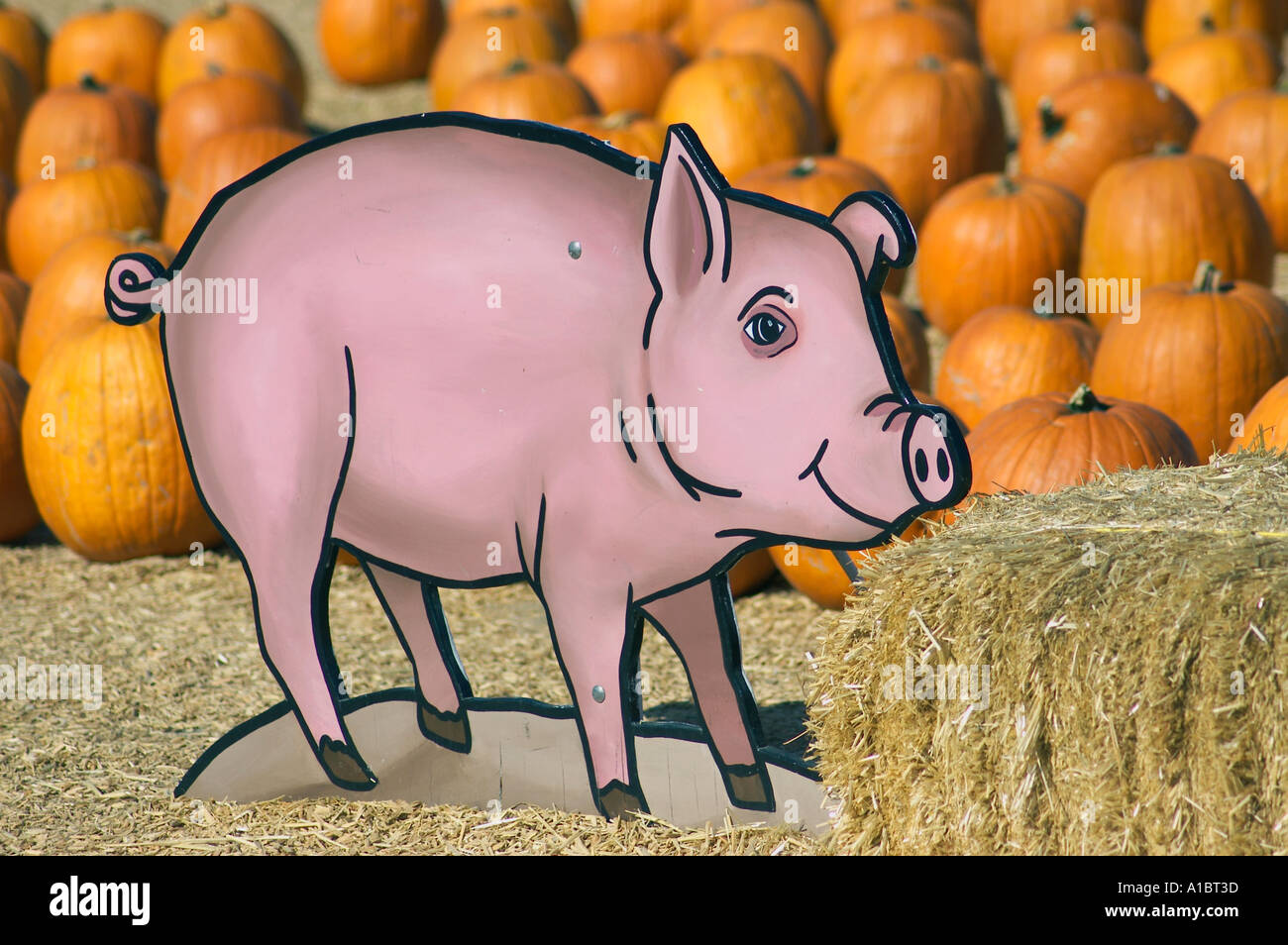 pumpkin patch pig Stock Photo - Alamy